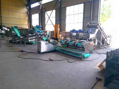 Chopped Pepper Production Line - Pepper Cutting Machine - Taizy Machine